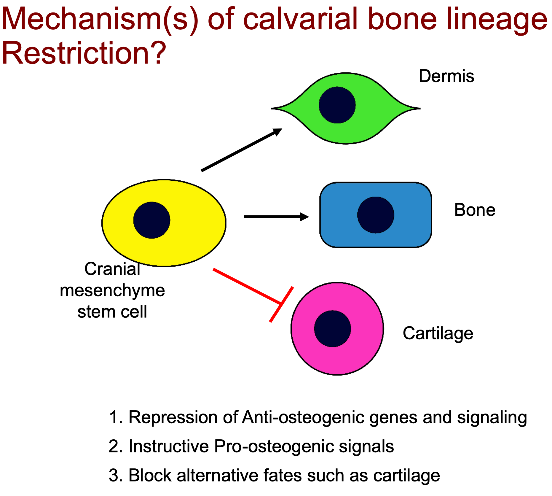 Mechanism-of-cranial-bone-lineage-selection - Atit Lab