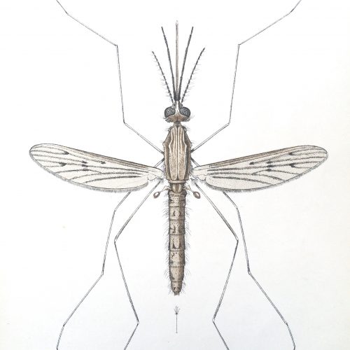 AnophelesFemale - Dittrick Medical History Center