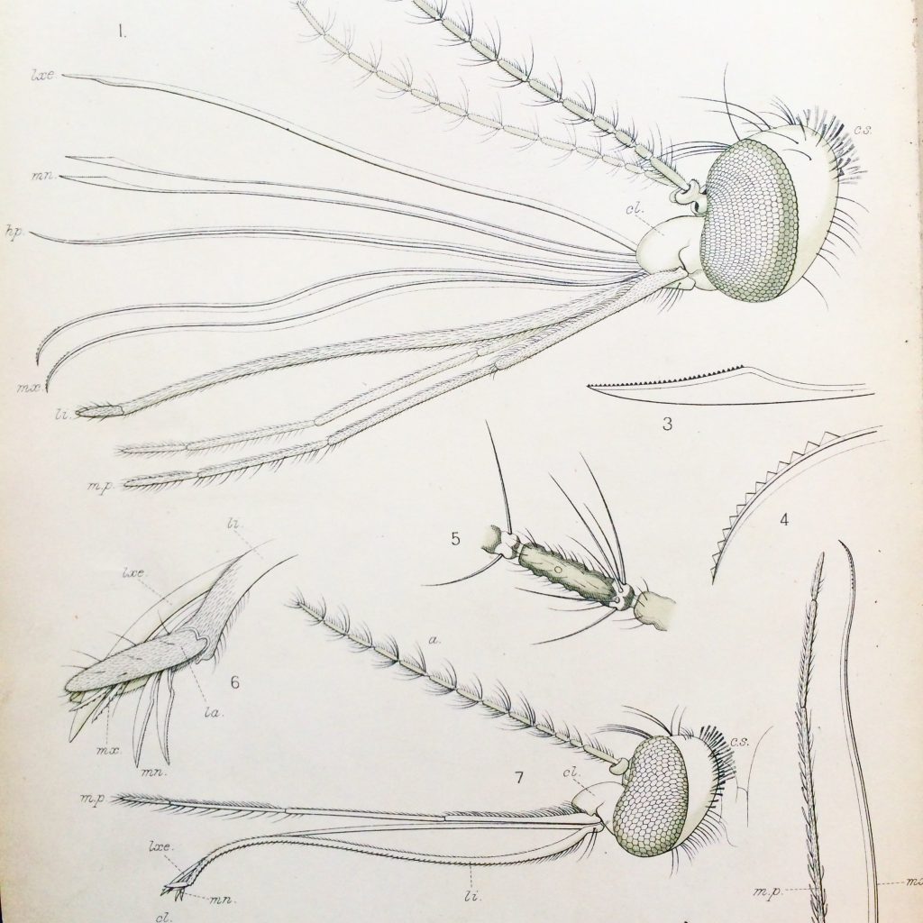 Female Anopheles Anatomy - Dittrick Medical History Center