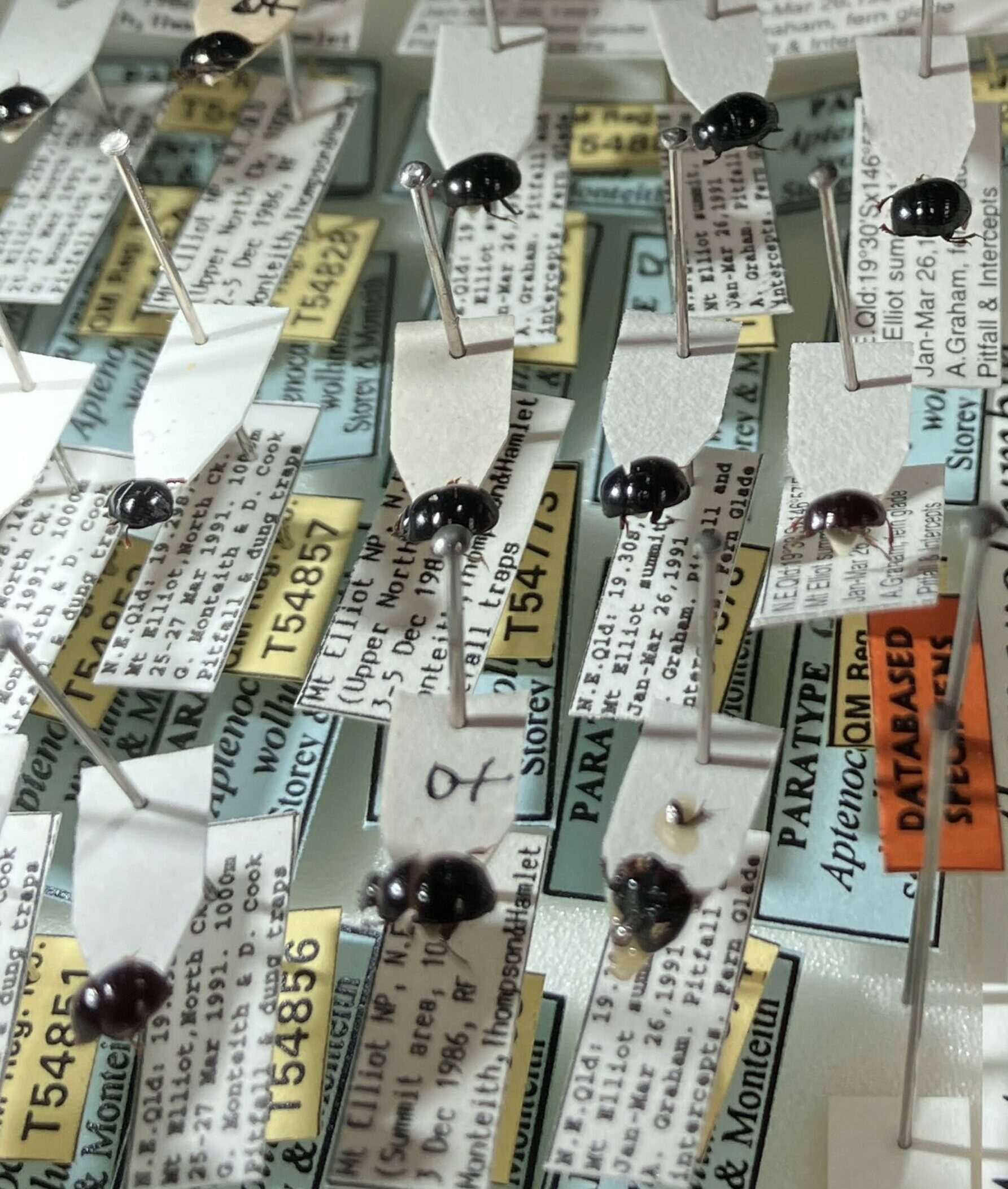 Natalie Saxton Awarded Coleopterists Society Graduate Research ...